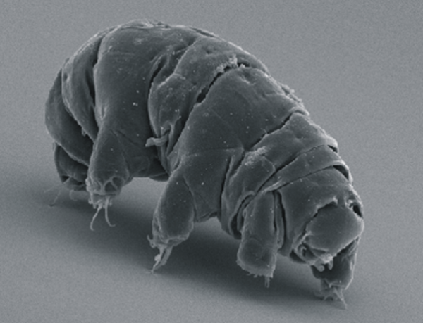 The Remarkable Resilience of Tardigrades - The CGA Press