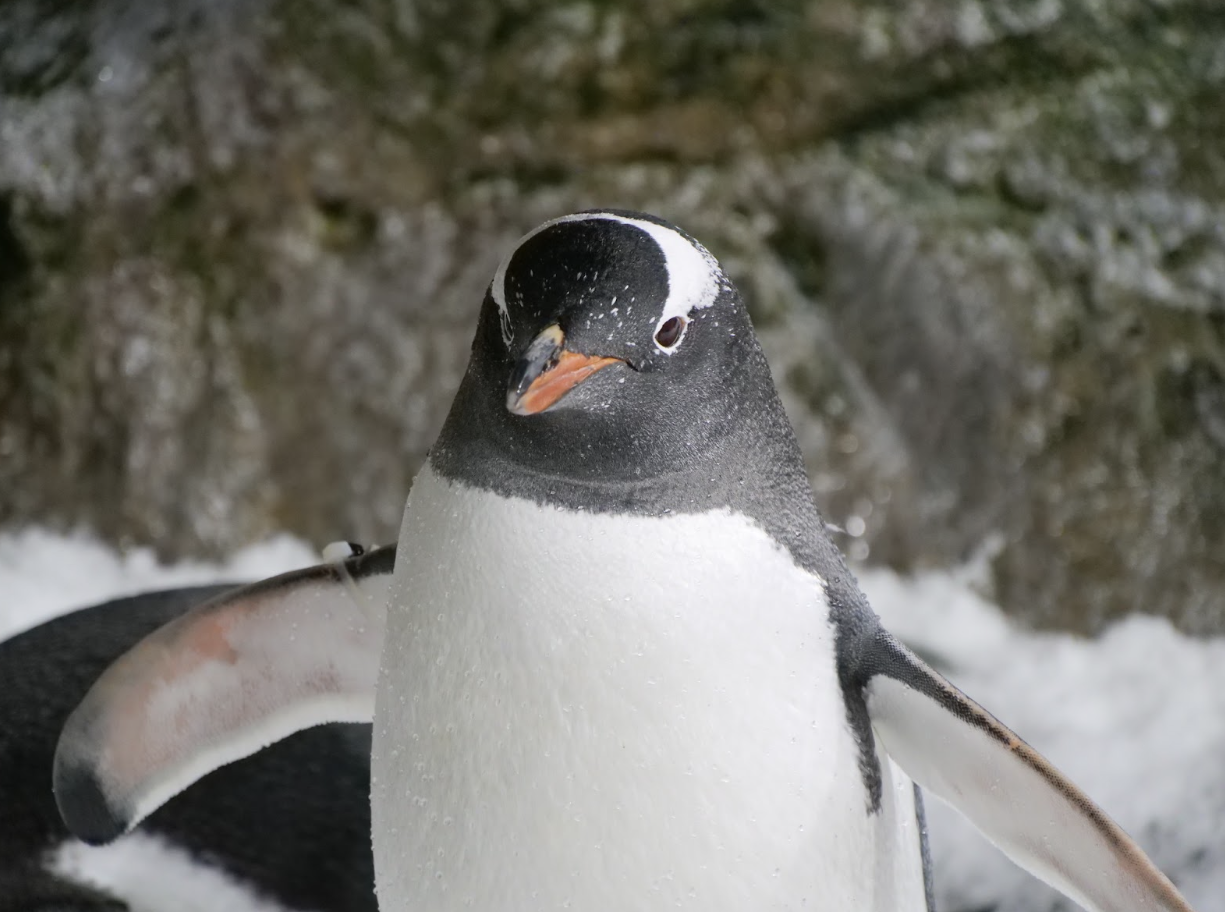 Gentoo Penguins and Their Conservation - The CGA Press